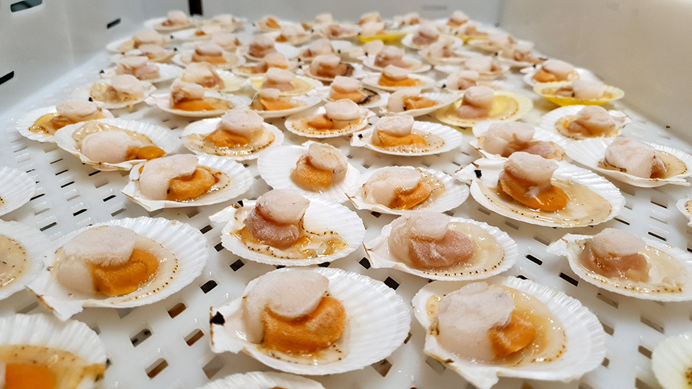 Queen Scallop