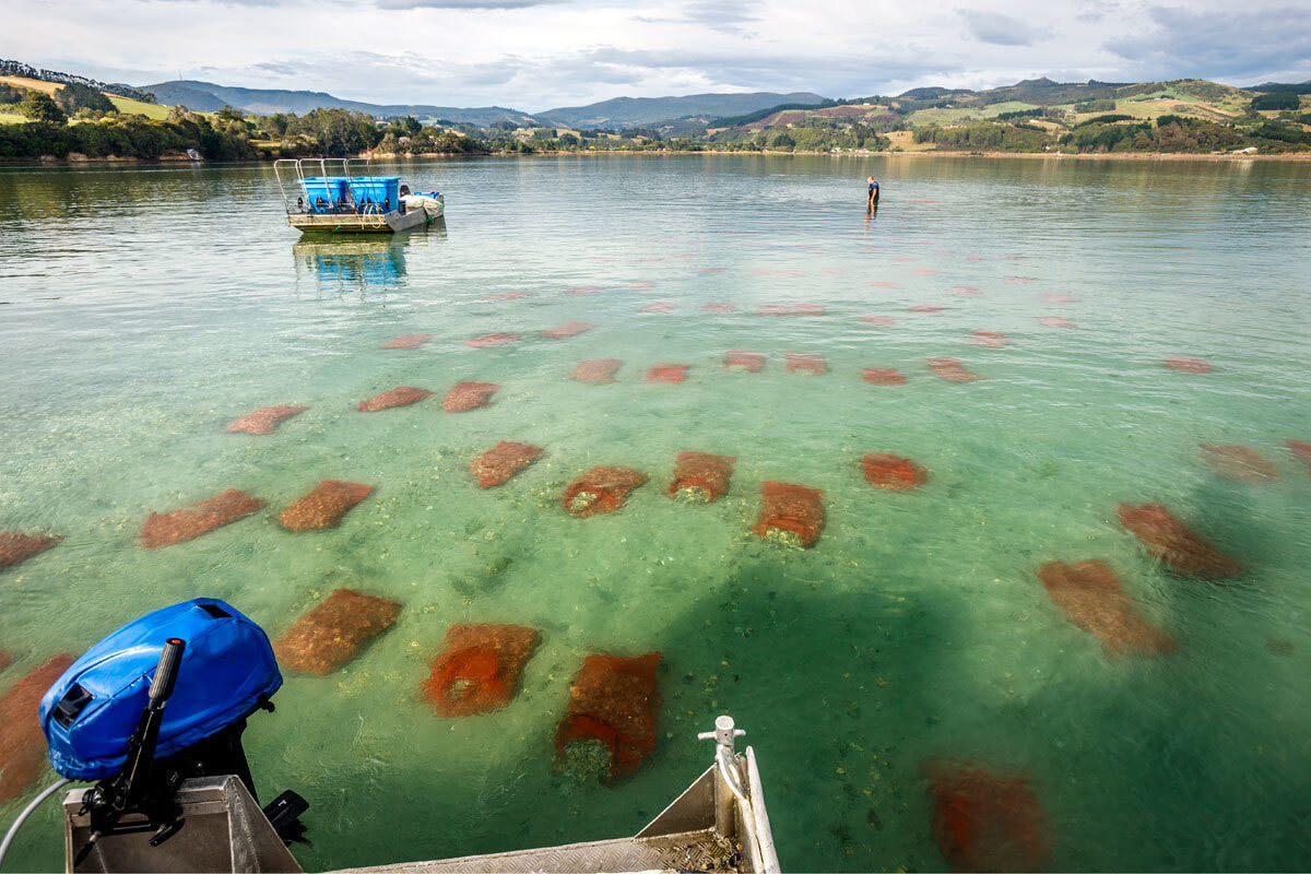 Sustainable Shellfish and Environmental Harvesting New Zealand