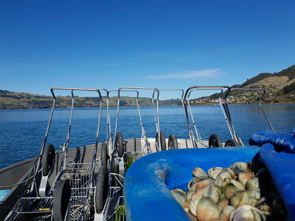 Sustainable Shellfish and Environmental Harvesting New Zealand