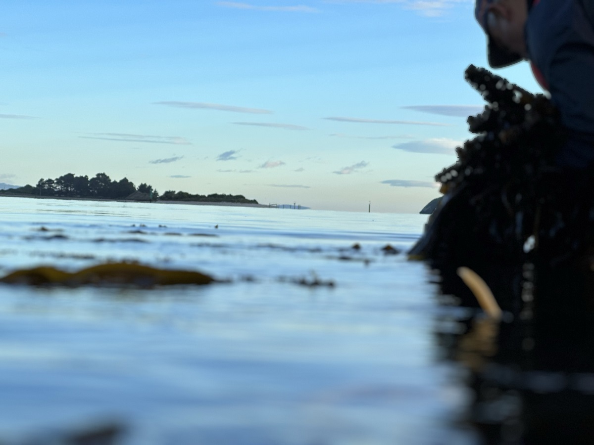 Seaweed Suppliers NZ | Undaria Seaweed New Zealand