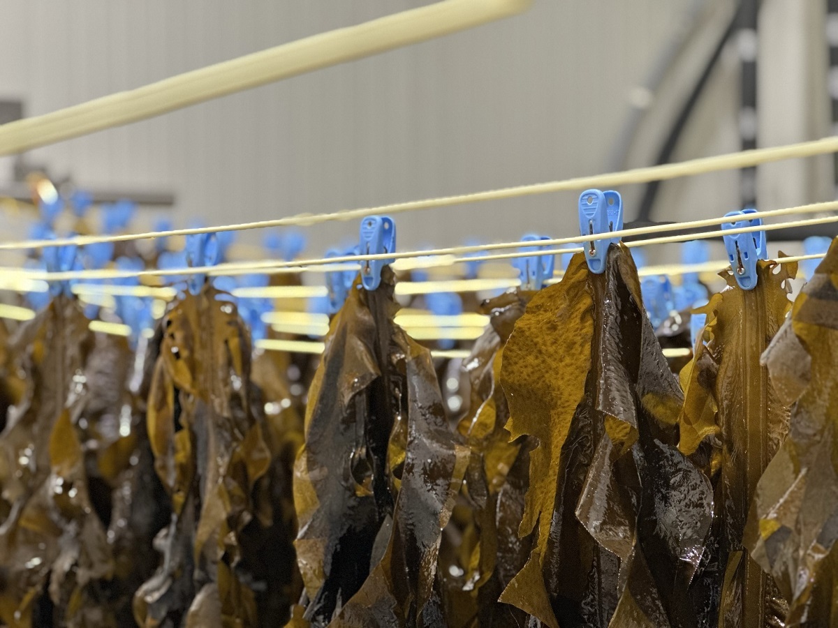 Seaweed Suppliers NZ | Undaria Seaweed New Zealand