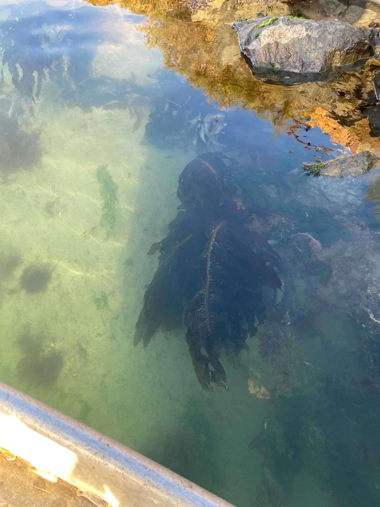Seaweed Suppliers NZ | Undaria Seaweed New Zealand