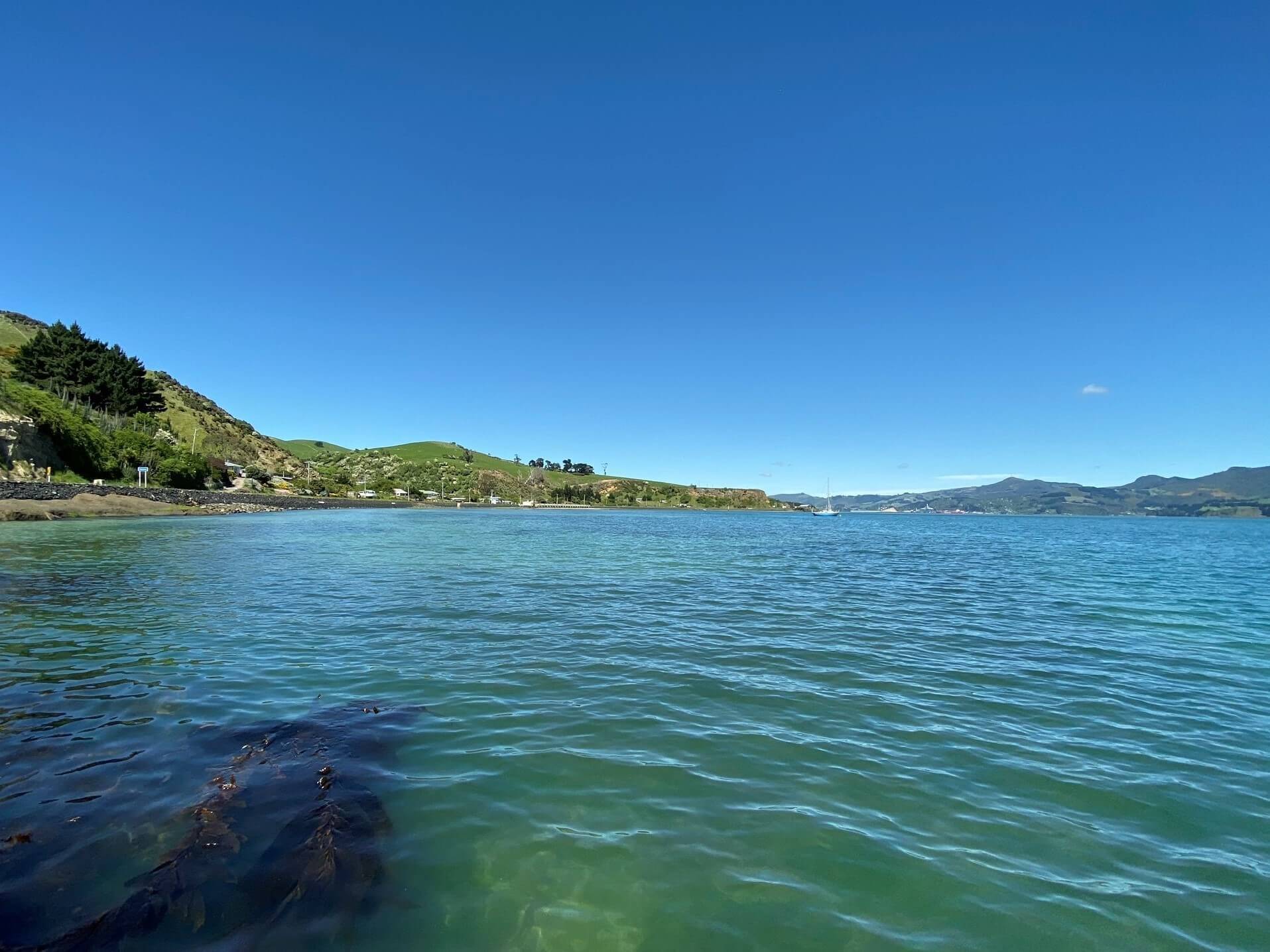 Seaweed Suppliers NZ | Undaria Seaweed New Zealand