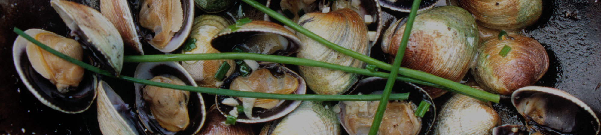 Littleneck Clam NZ | New Zealand Clams | Clam Suppliers