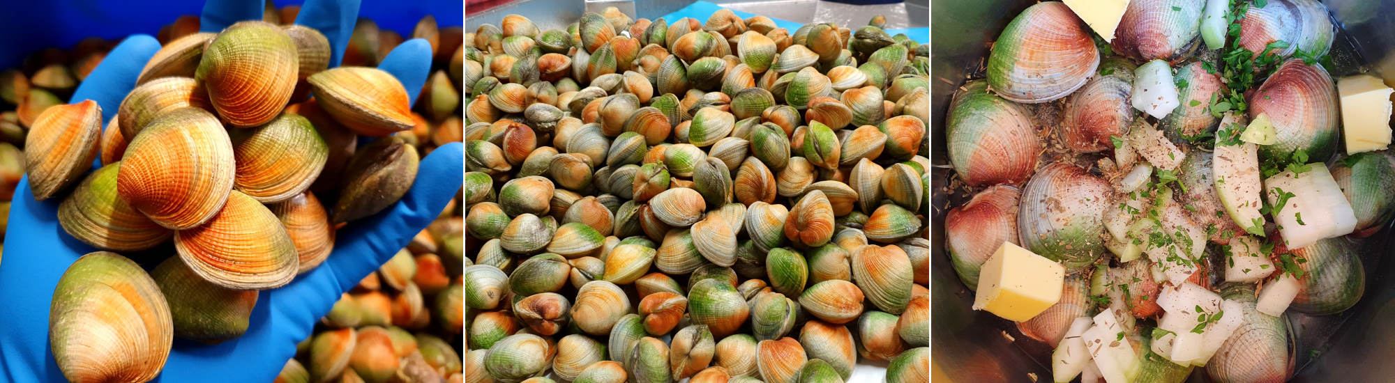 Southern Clams Ltd | Seafood Supplies New Zealand