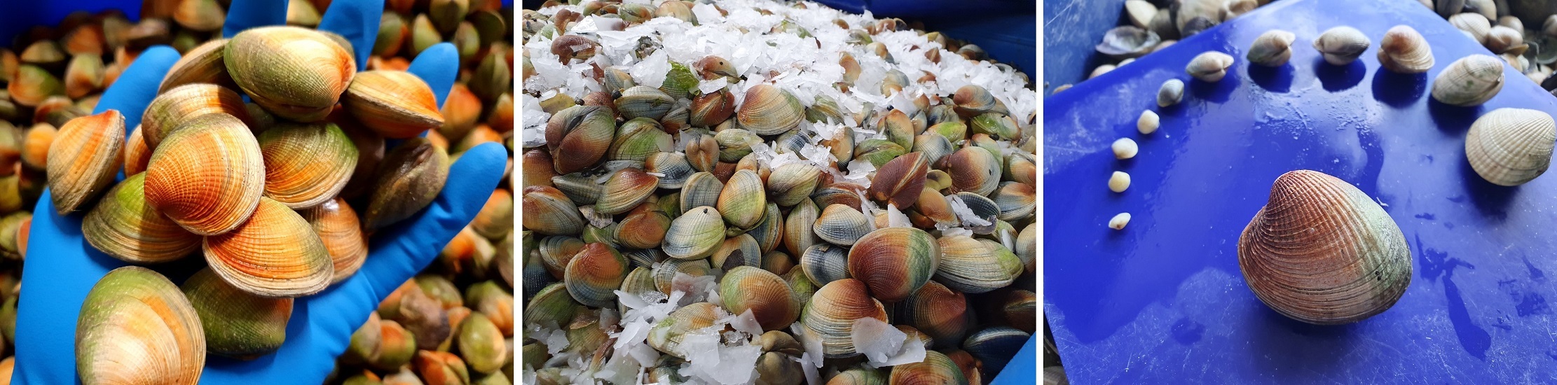 Southern Clams Ltd | Seafood Supplies New Zealand