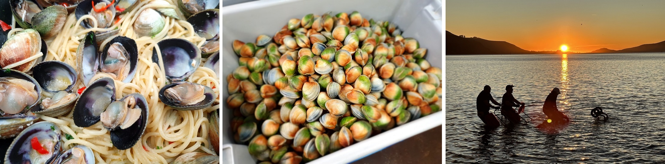 Southern Clams Ltd | Seafood Supplies New Zealand