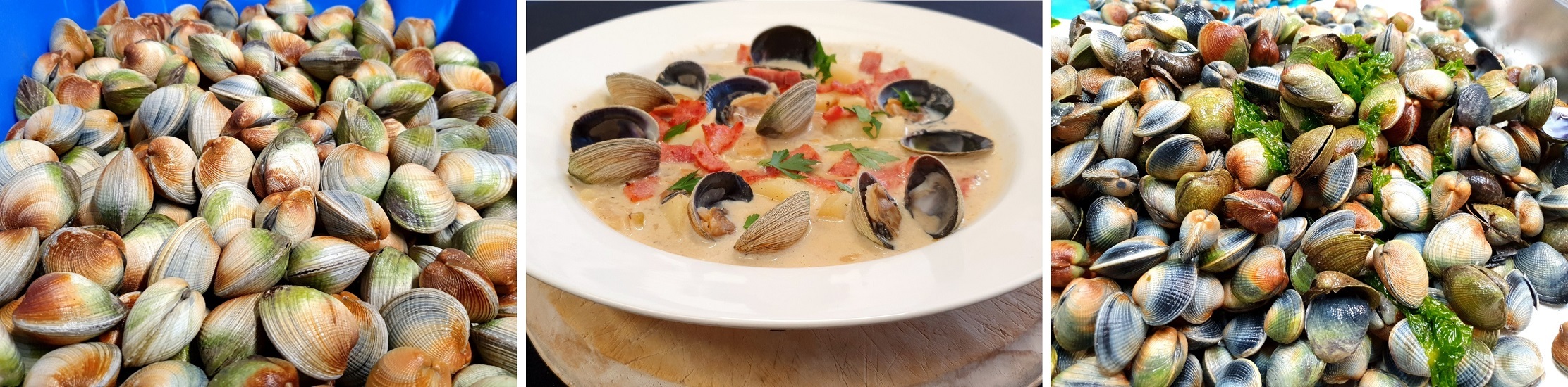 Southern Clams Ltd | Seafood Supplies New Zealand