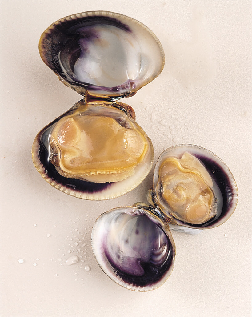 Littleneck Clam NZ | New Zealand Clams | Clam Suppliers