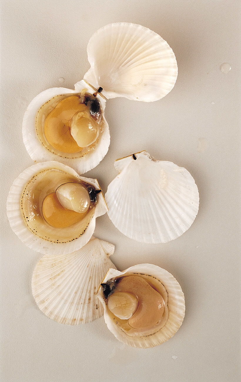 Southern Clams Ltd - Where to Buy | Seafood shop Dunedin